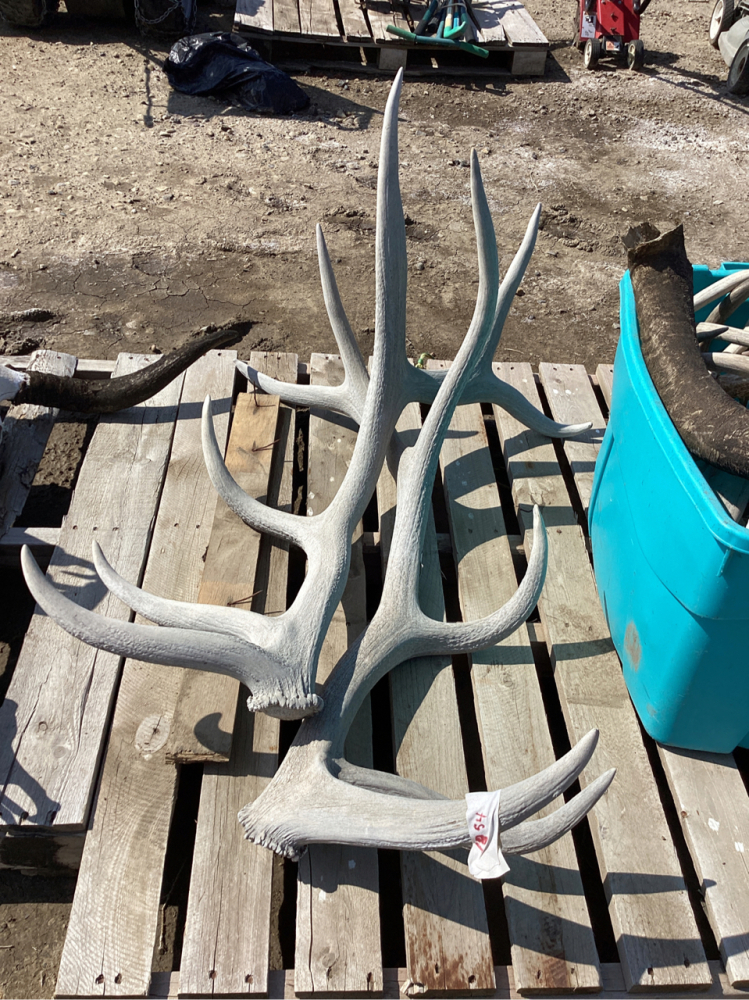(2) ELK ANTLER SHEDS